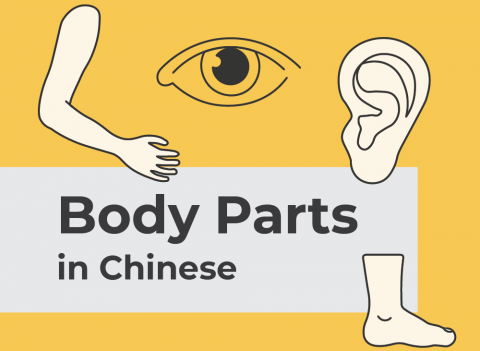 Chinese Vocabulary: Learn Body parts in Mandarin | Nihaocafe